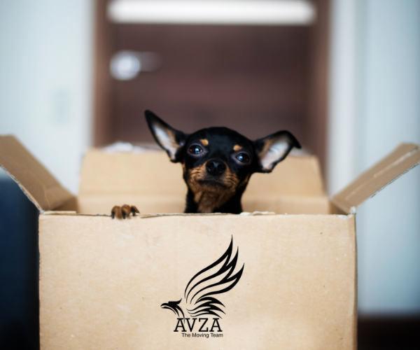 Pet Relocations: Safe and Comfortable | Avzamove